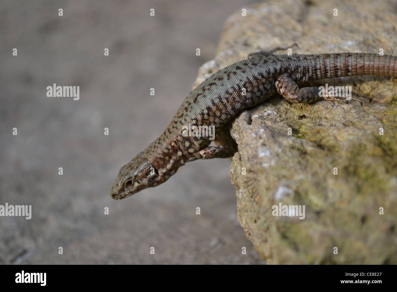 Running lizard hi-res stock photography and images - Alamy