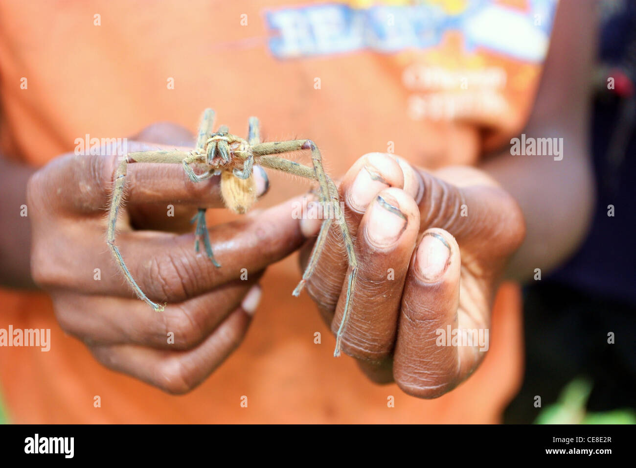 Child spider holding hi-res stock photography and images - Alamy
