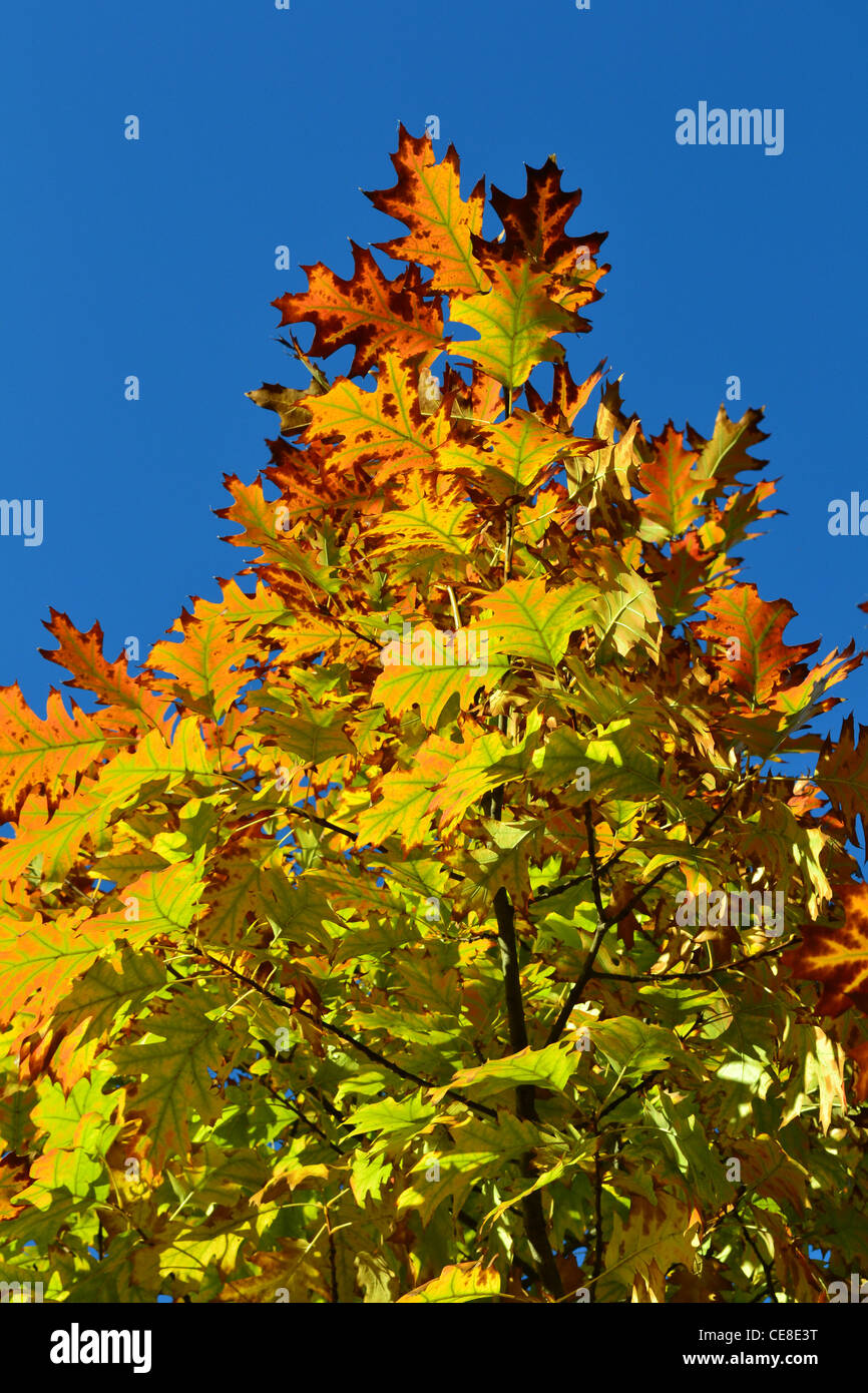 Indian seasons hi-res stock photography and images - Alamy