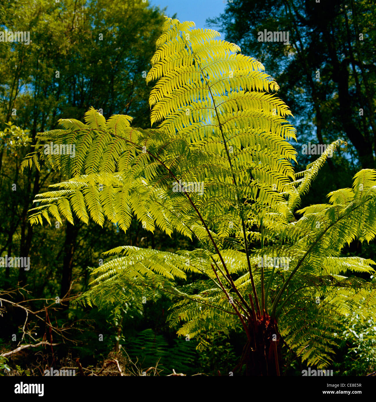 Tree fern Dandenong Rainforest Victoria Australia Stock Photo - Alamy