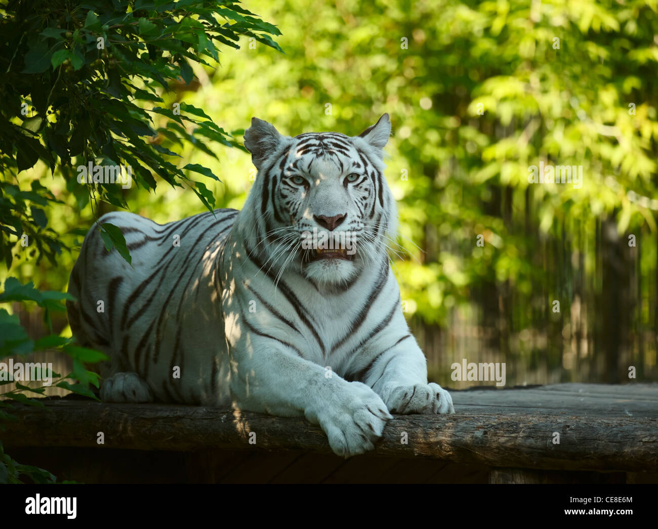 White tigress resting. Novosibirsk ZOO Stock Photo - Alamy