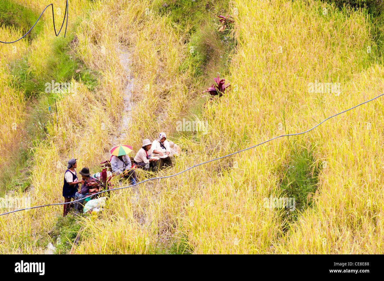 farmers are taking a break at rice field, philippines Stock Photo - Alamy