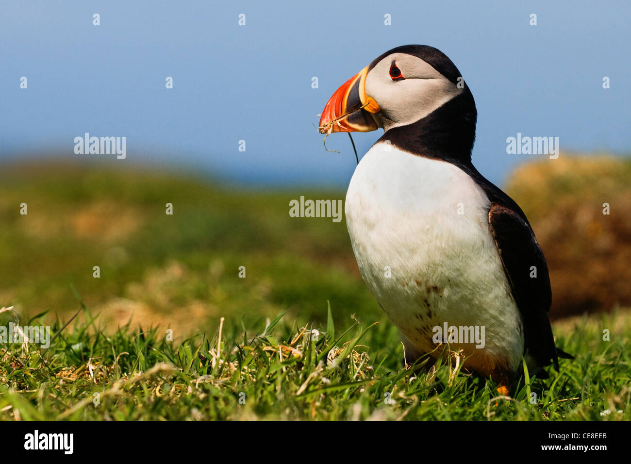 Atlantic Puffin (Fratercula arctica) collecting nesting material in ...