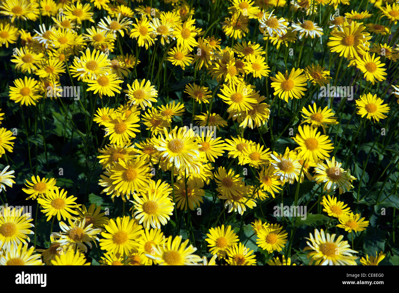 Arctic yellow flowers in Trondheim Norway Stock Photo - Alamy