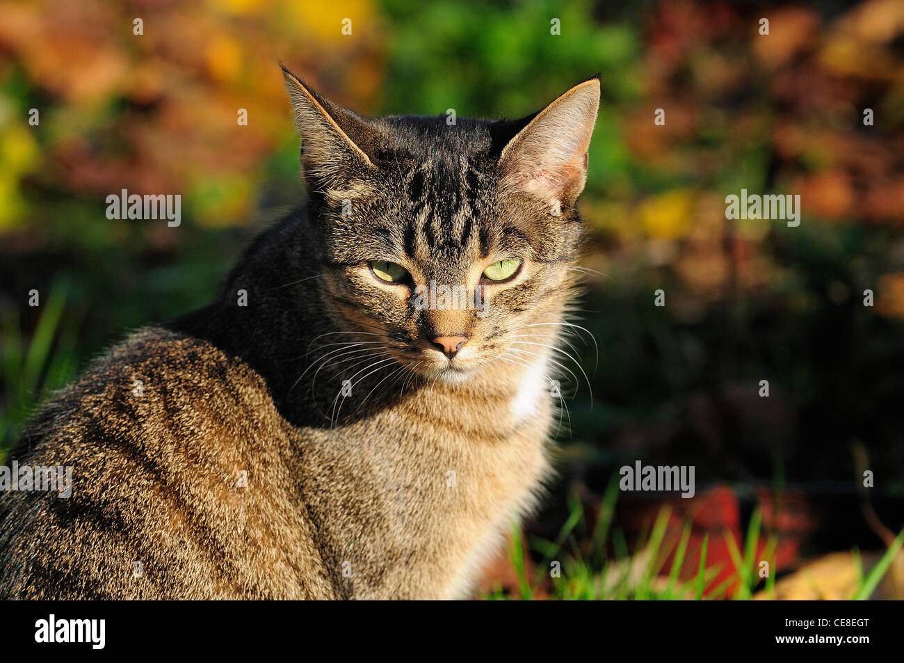 A tabby cat outdoors hunting for prey Stock Photo - Alamy