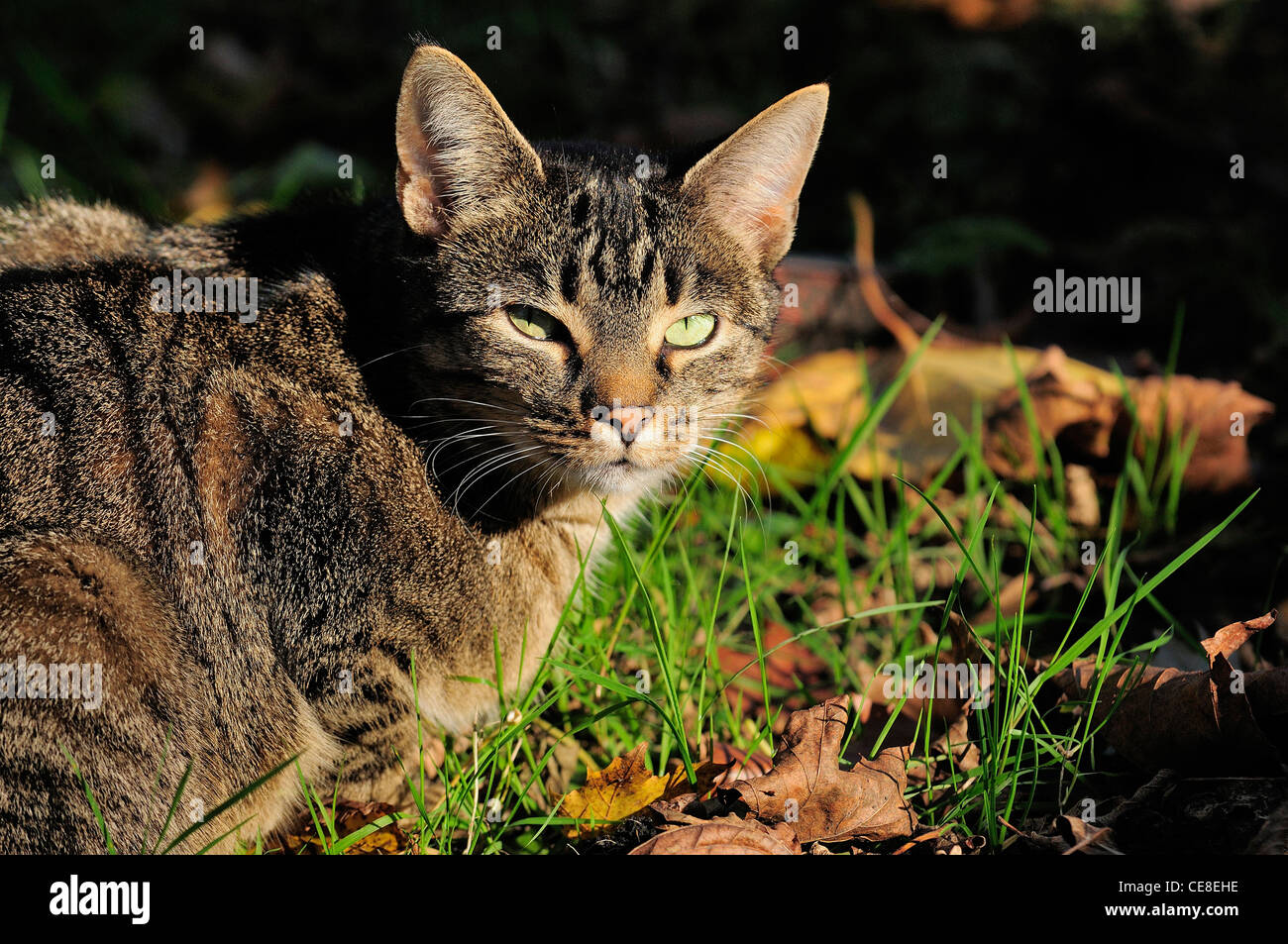A tabby cat outdoors hunting for prey Stock Photo - Alamy