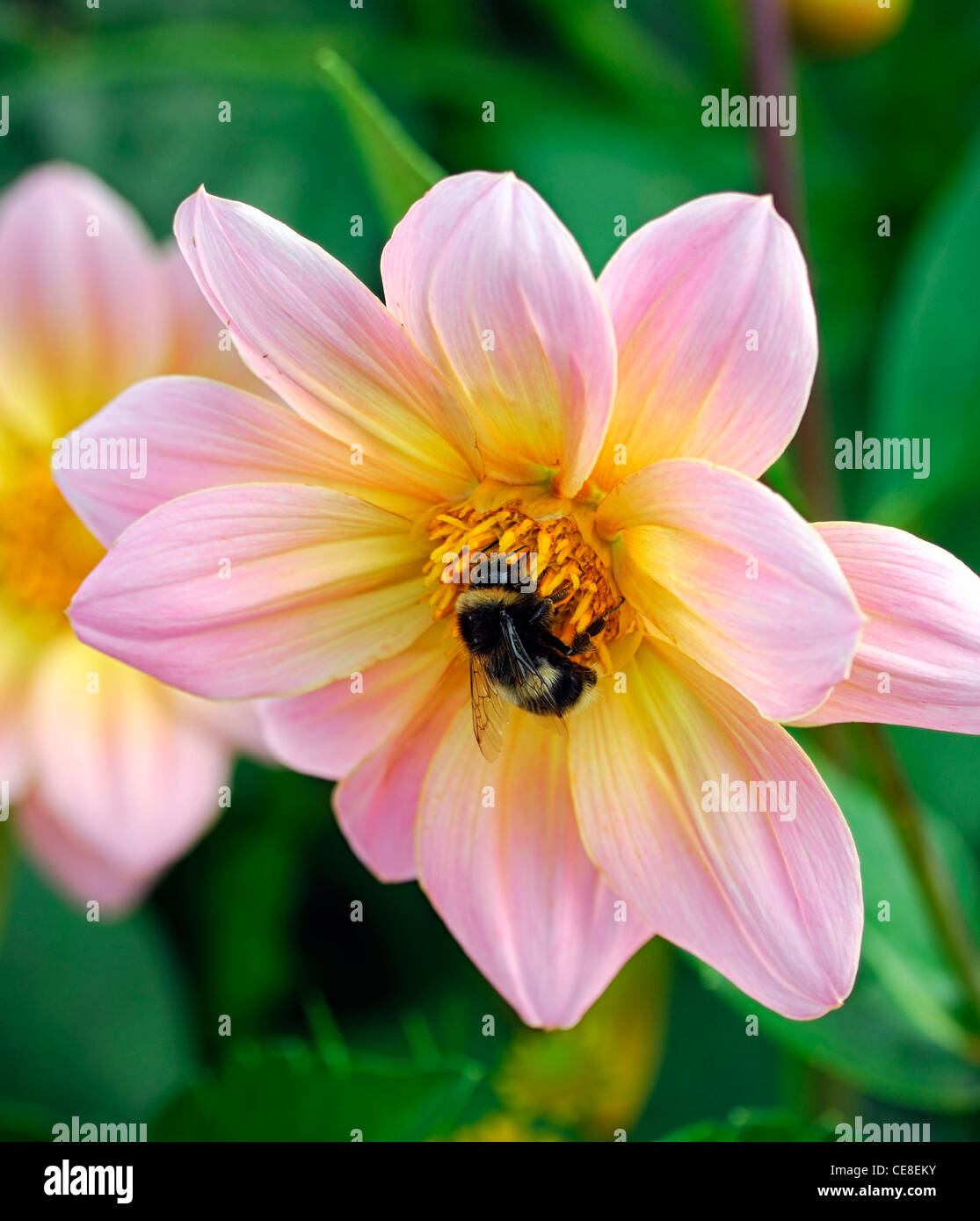 Happy single princess dahlia hi-res stock photography and images - Alamy