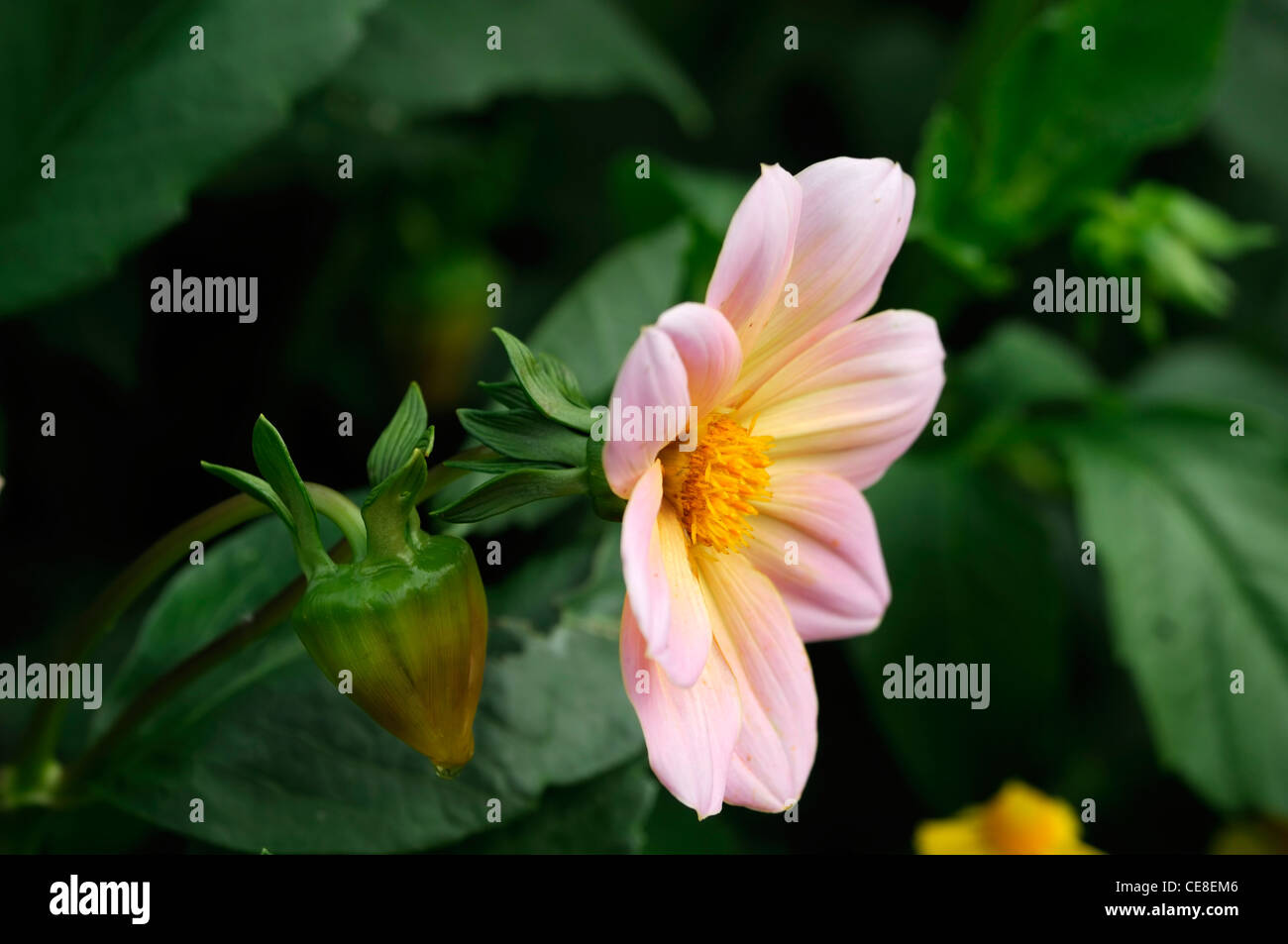 Dahlia Happy Single Princess pink pastel flower bloom blossom closeup ...