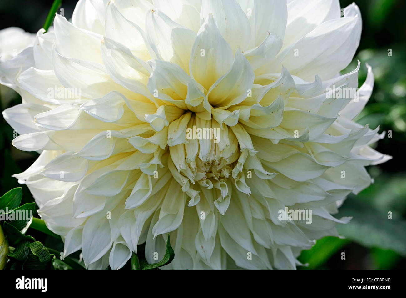 dahlia fleurel white perennials flowers plant portraits flowers bloom ...