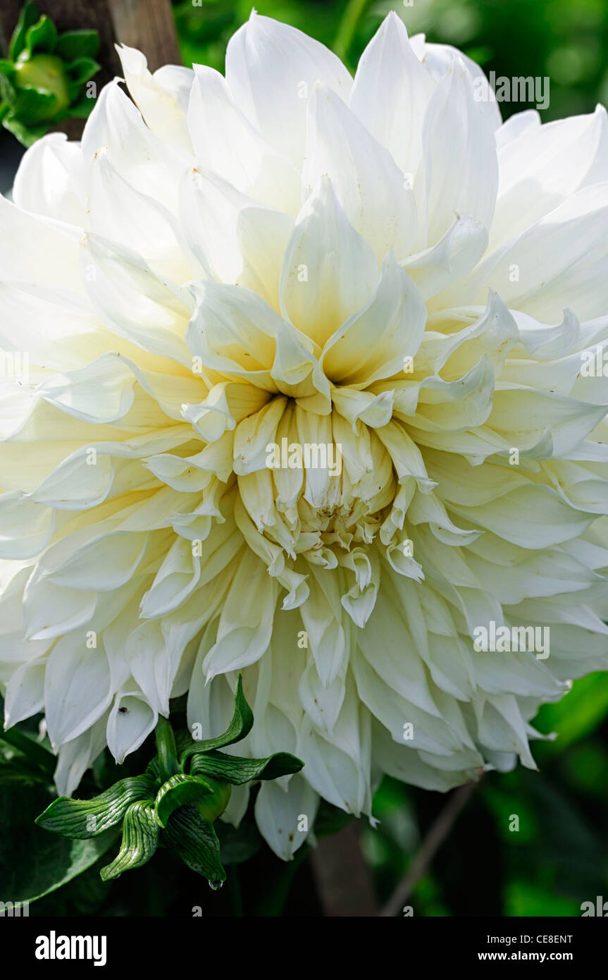 dahlia fleurel white perennials flowers plant portraits flowers bloom ...