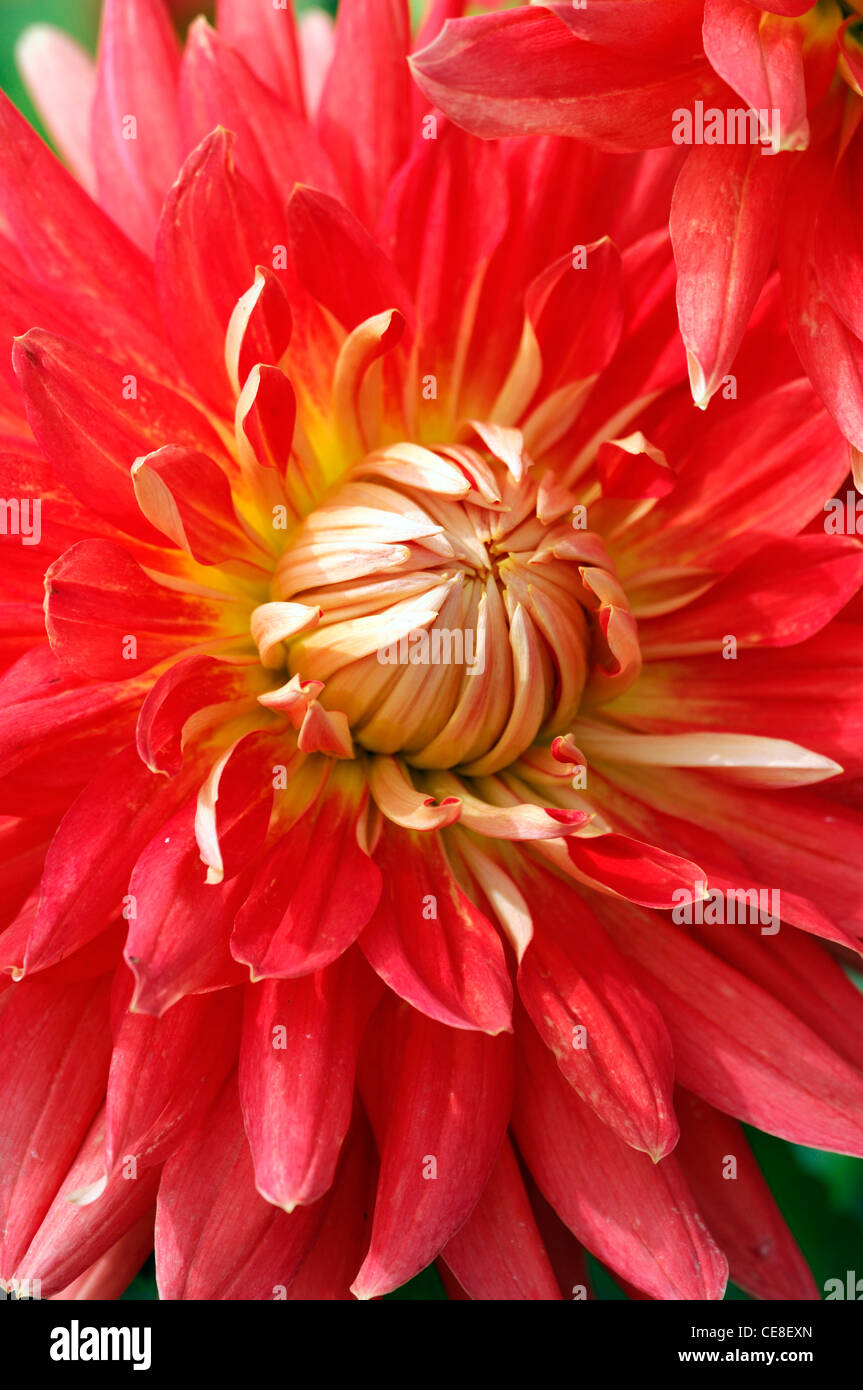 Dahlia motto decorative form orange yellow flower bloom blossom closeup ...