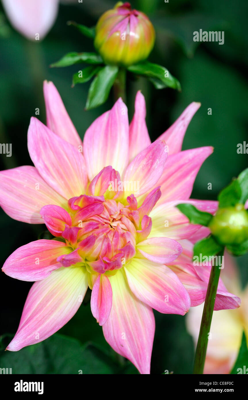 dahlia new dimension cactus flowered flower bloom blossom perennial ...