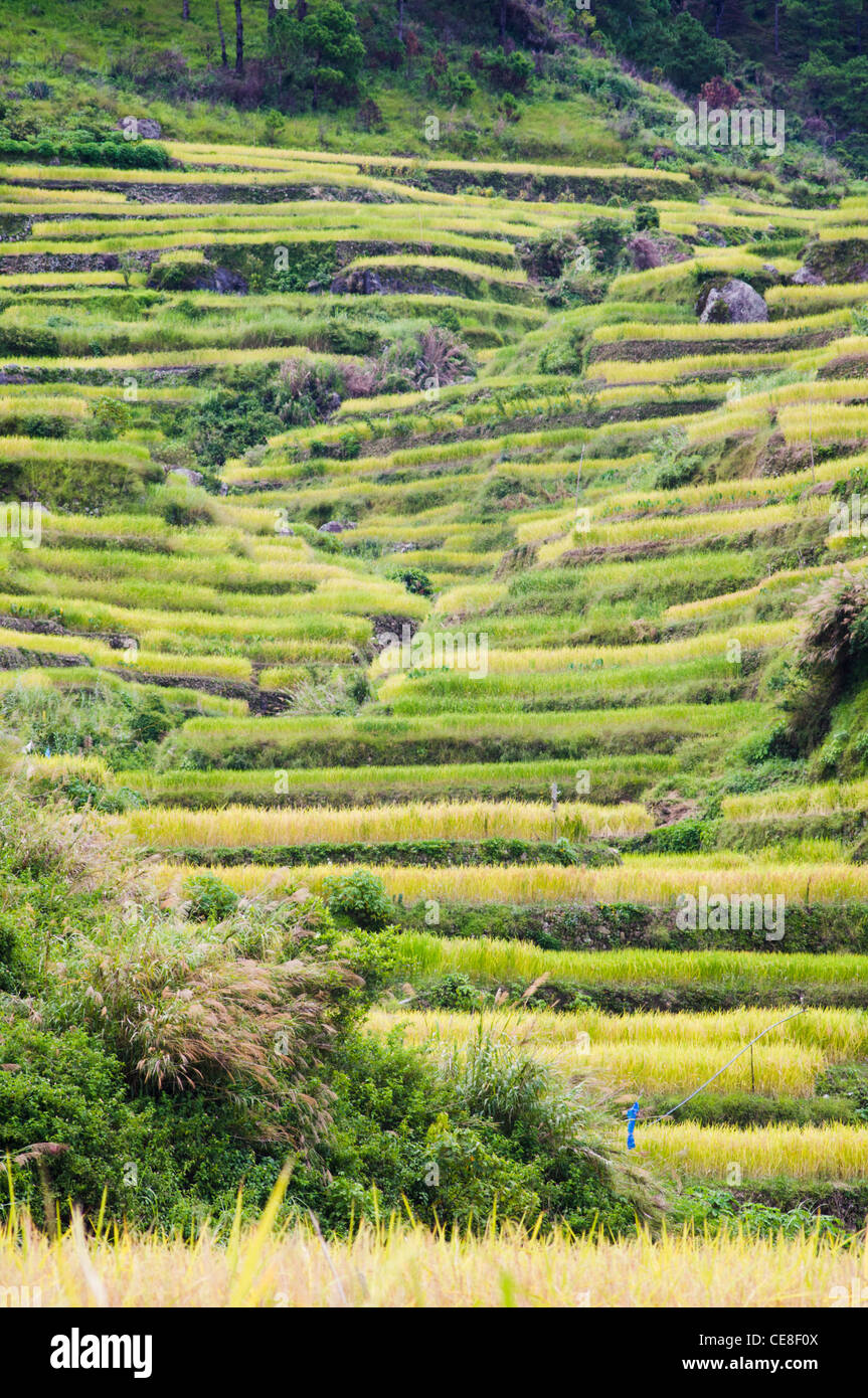 Rice terraces philippines hi-res stock photography and images - Alamy