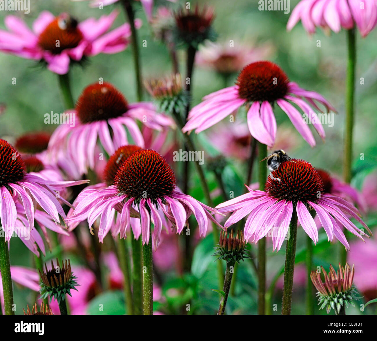 Echinacea purpurea magnus hi-res stock photography and images - Alamy