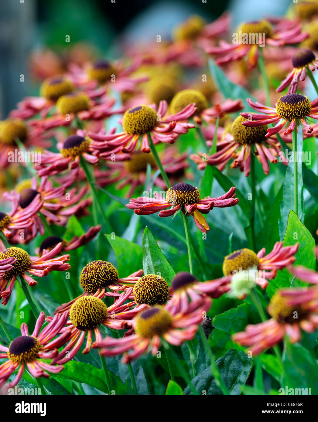Helenium loysder wieck hi-res stock photography and images - Alamy