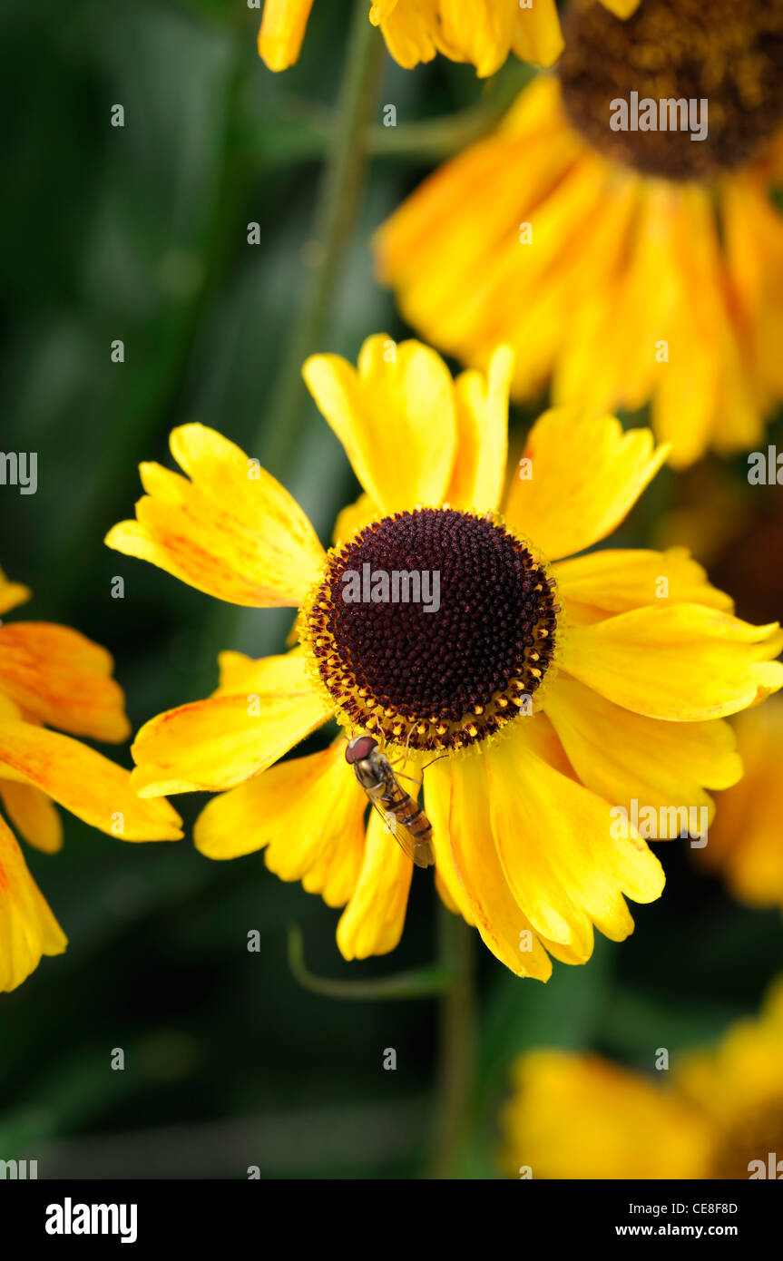 helenium wyndley sneezeworts heleniums bright orange yellow summer ...