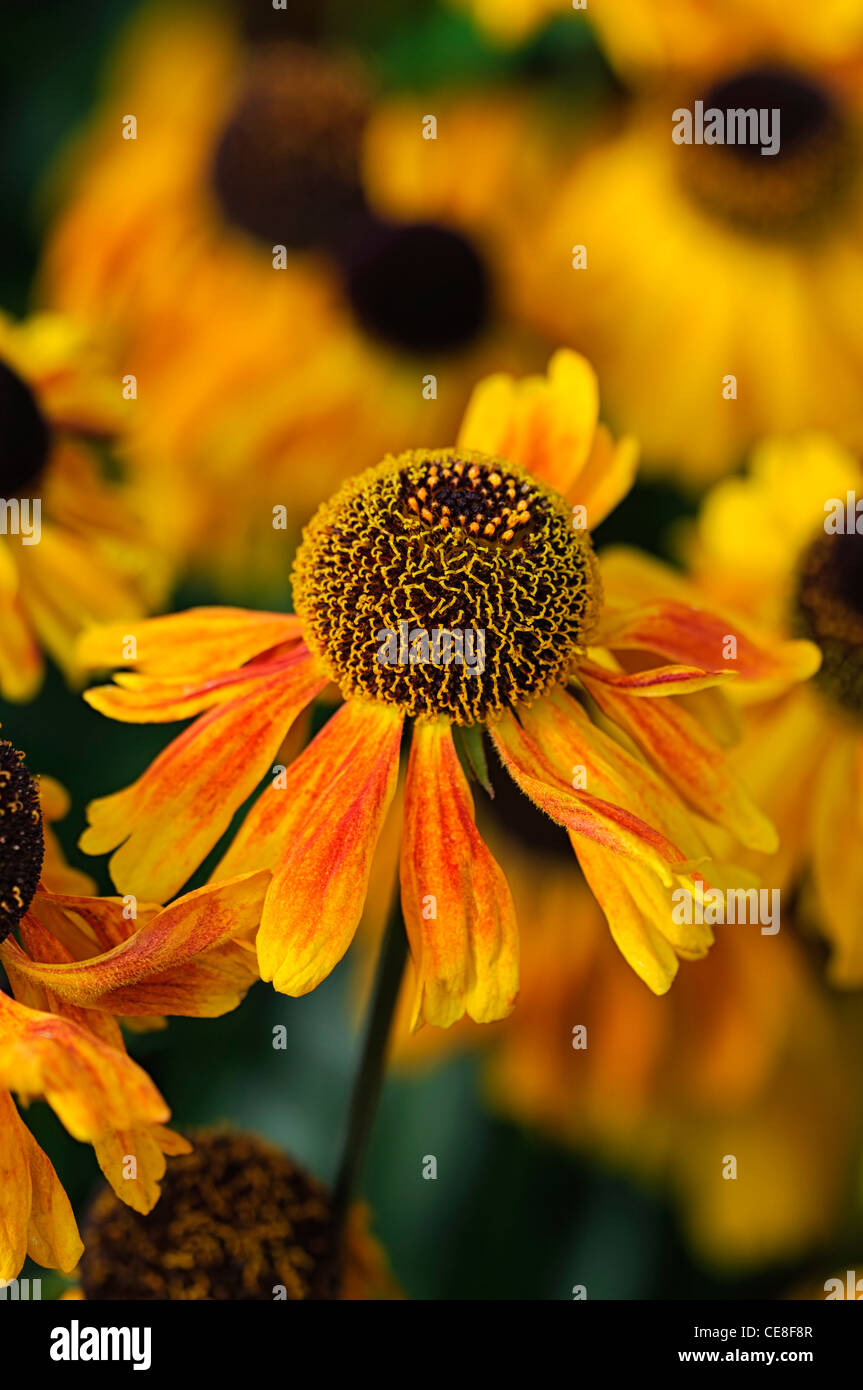 helenium wyndley sneezeworts heleniums bright orange yellow summer ...