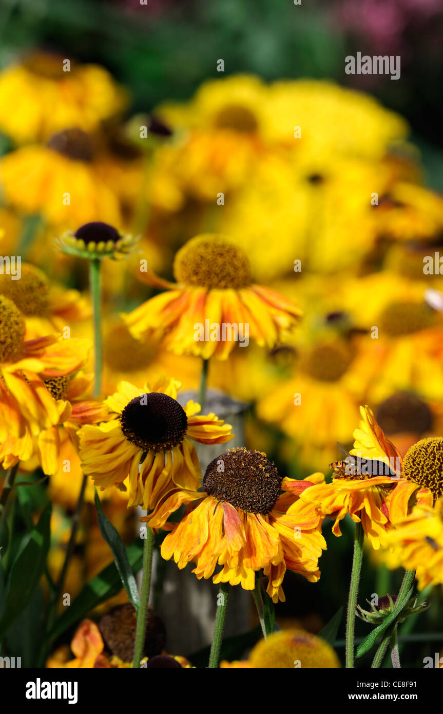 helenium wyndley sneezeworts heleniums bright orange yellow summer ...