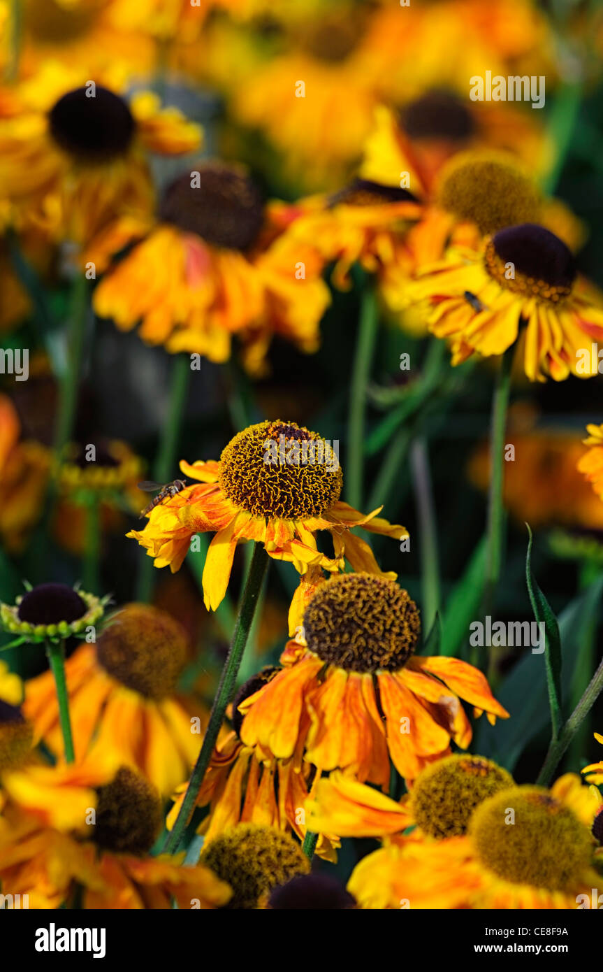 helenium wyndley sneezeworts heleniums bright orange yellow summer ...