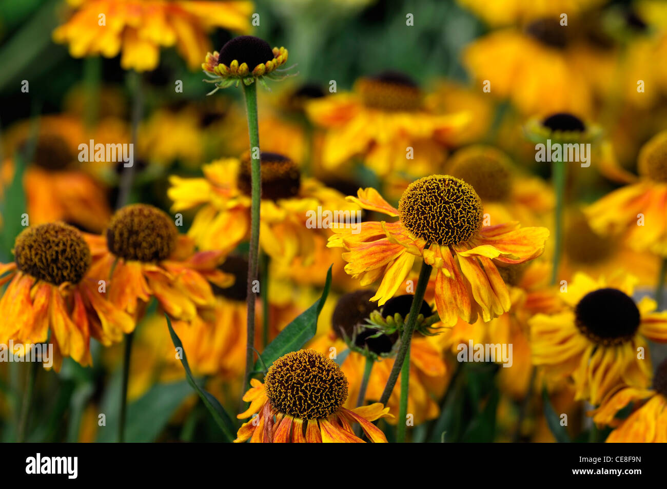 Helenium wyndley hi-res stock photography and images - Alamy