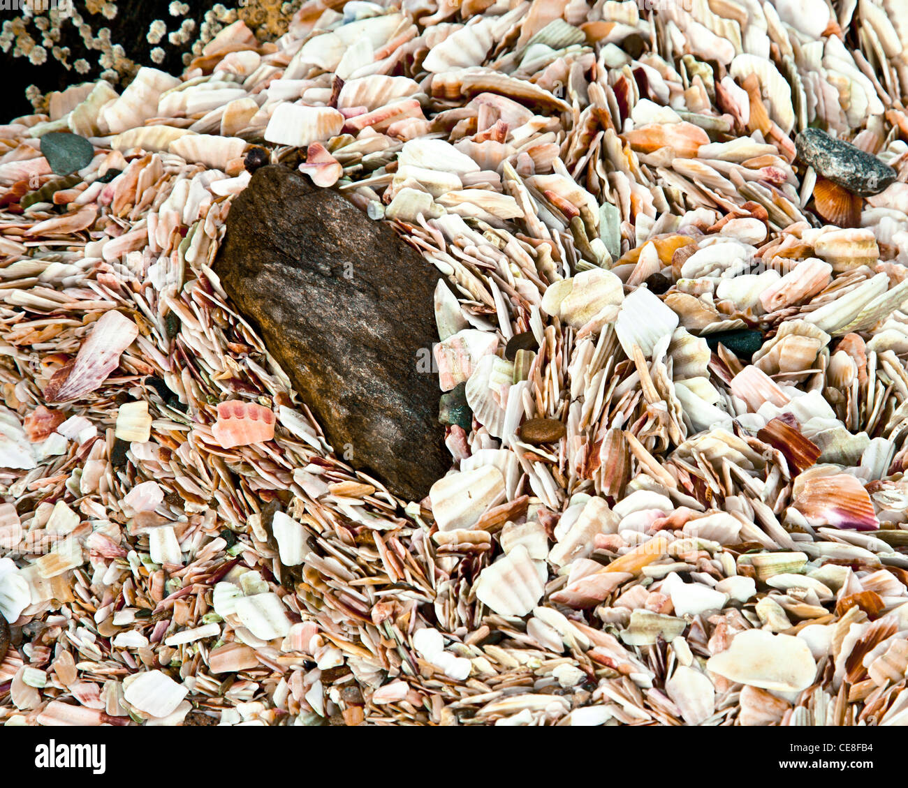 Fragments of the shells hi-res stock photography and images - Alamy