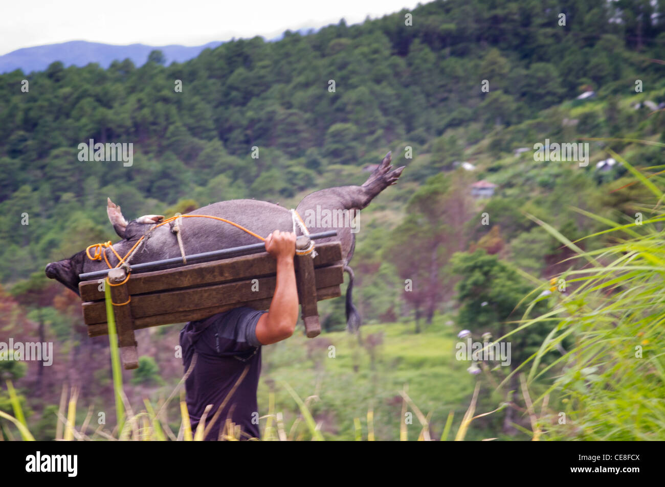 a pig is being transport for harvest season ceremony Stock Photo - Alamy