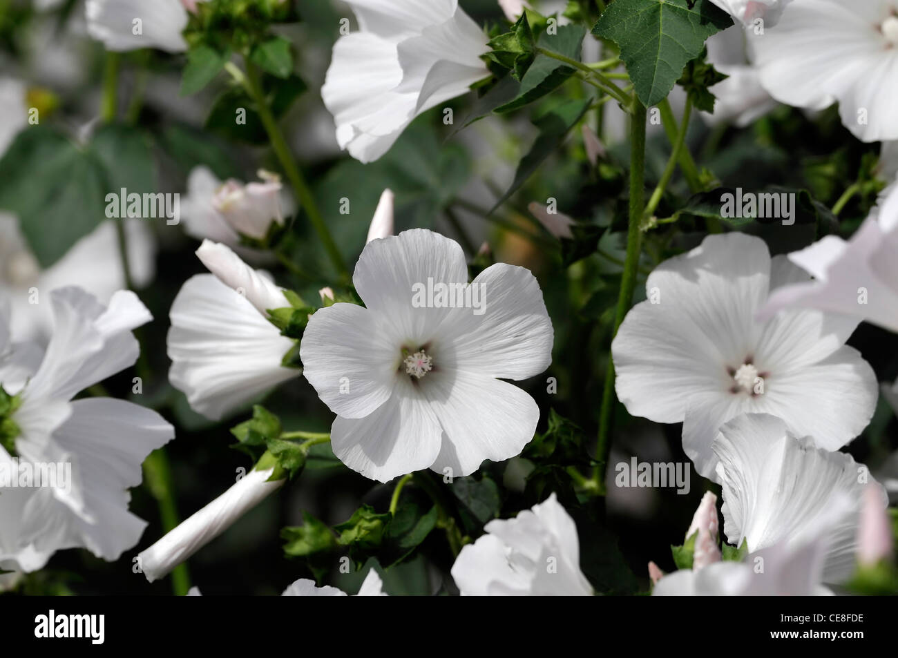 lavatera trimestris mont blanc closeup plant portraits white petals ...