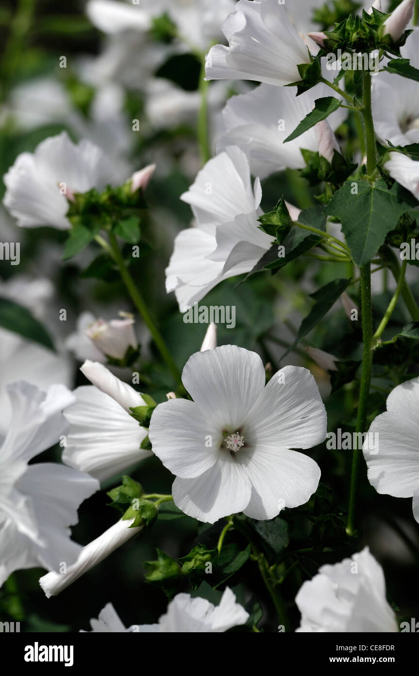 lavatera trimestris mont blanc closeup plant portraits white petals ...
