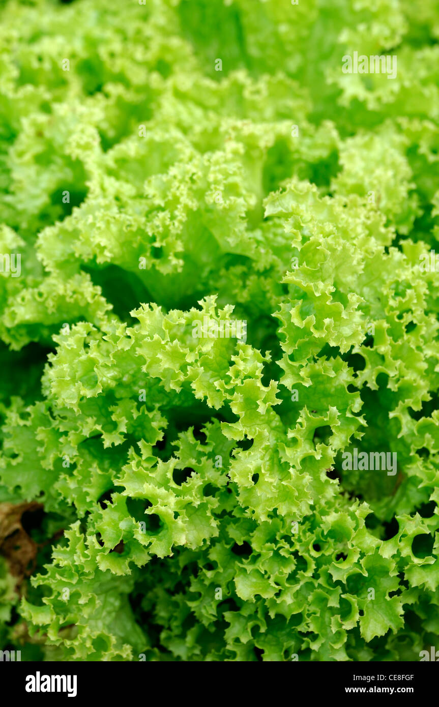 lettuce bergamo lactuca sativa Looseleaf Lollo Rossa type glossy finely ...