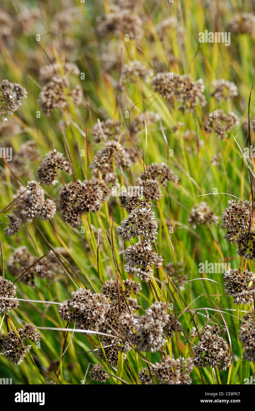 uzula nivea snowy woodrush selective focus seedhead seedheads pods ...