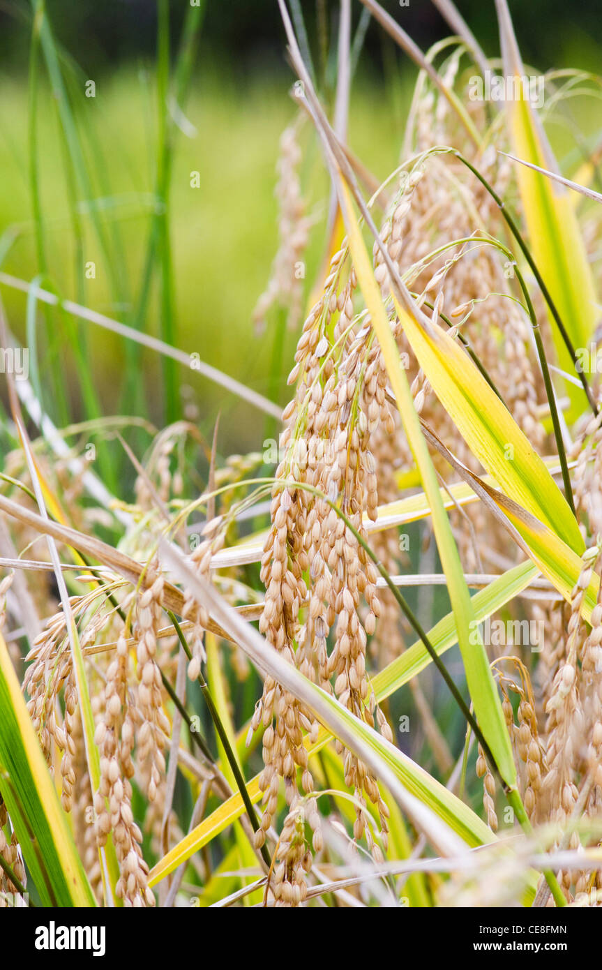 a close up of ripe rice Stock Photo - Alamy