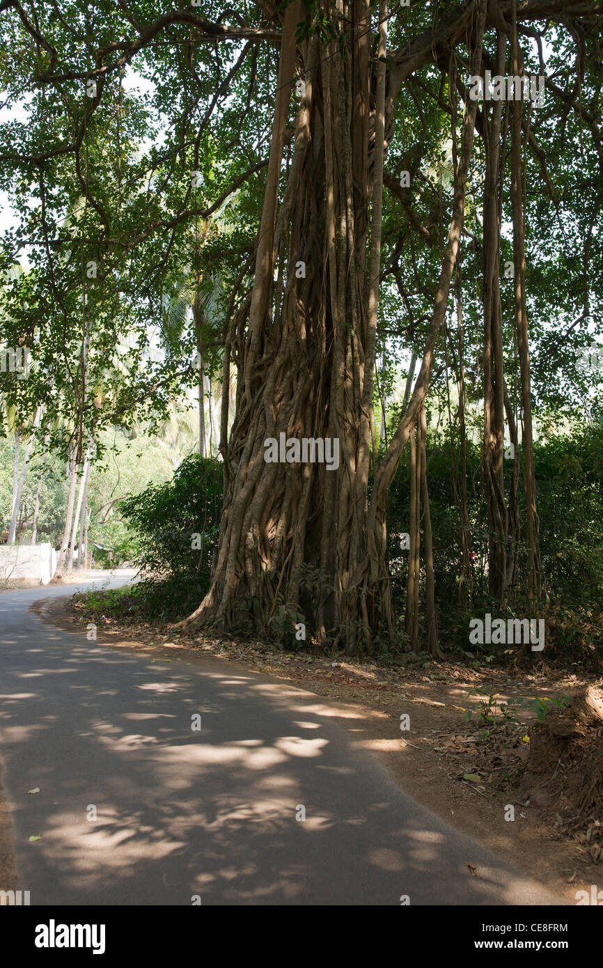 A banyan is a fig that starts its life as an epiphyte when its seeds ...