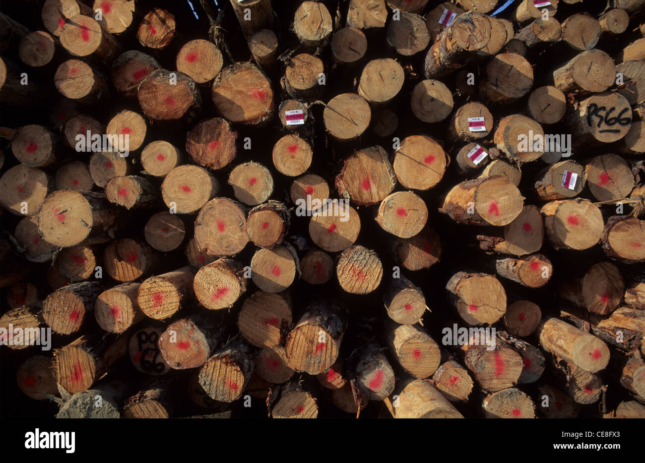 Patterns, wood logs some with bar code for identification and ...