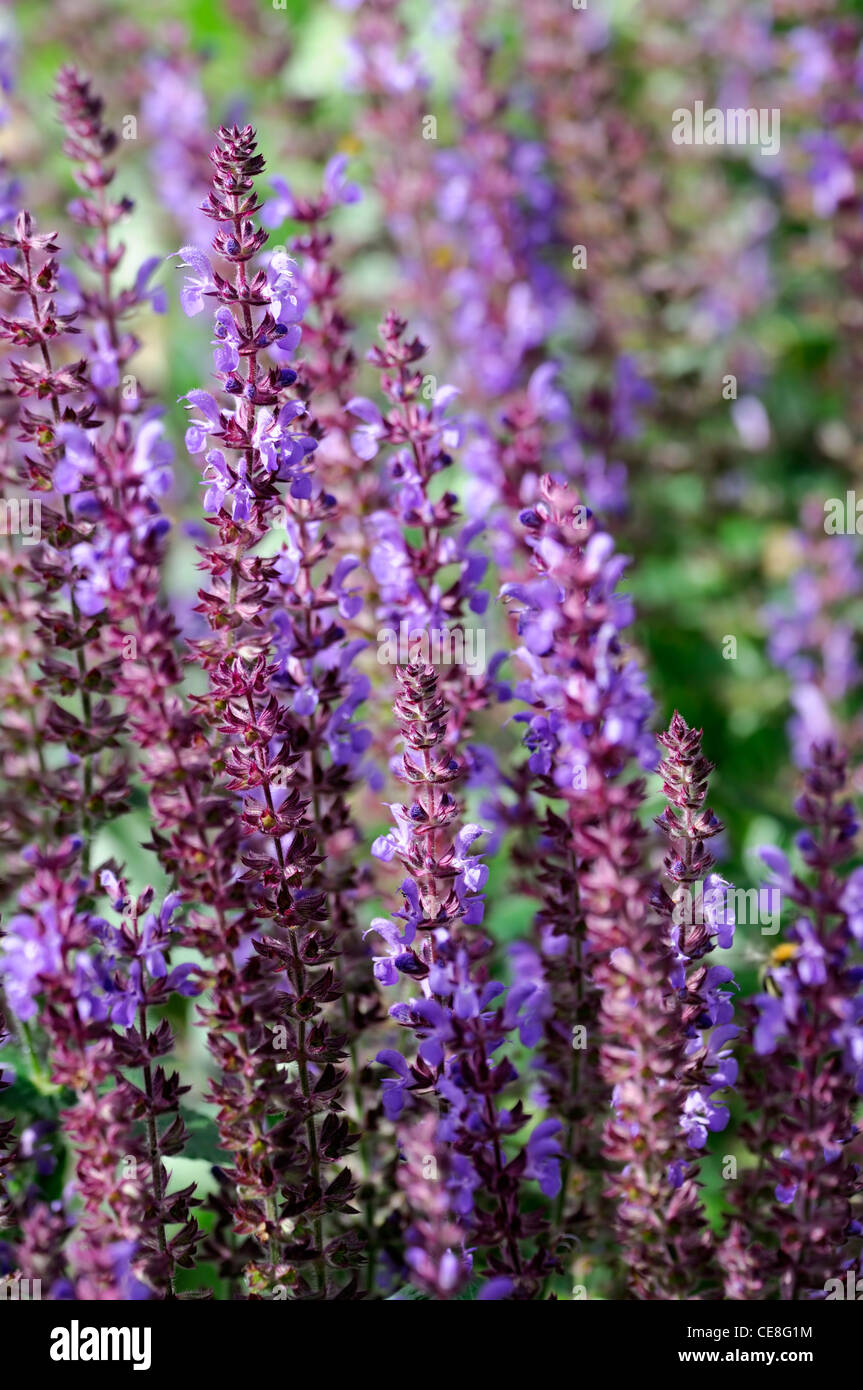 Salvia amplexicaulis herbaceous perennial stem-clasping stem leaves ...