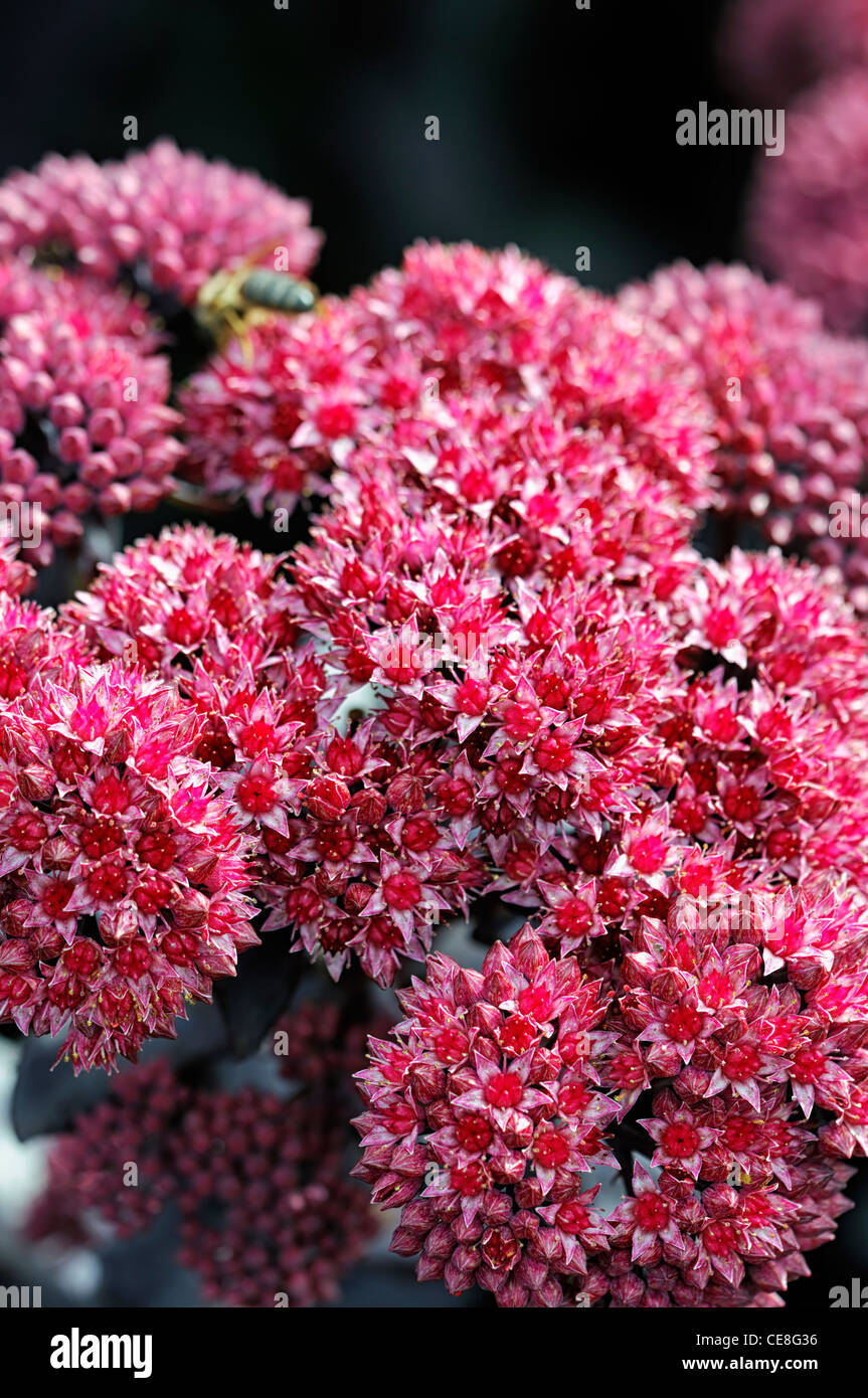 sedum jose aubergine closeup plant portraits pink flowers perennials ...