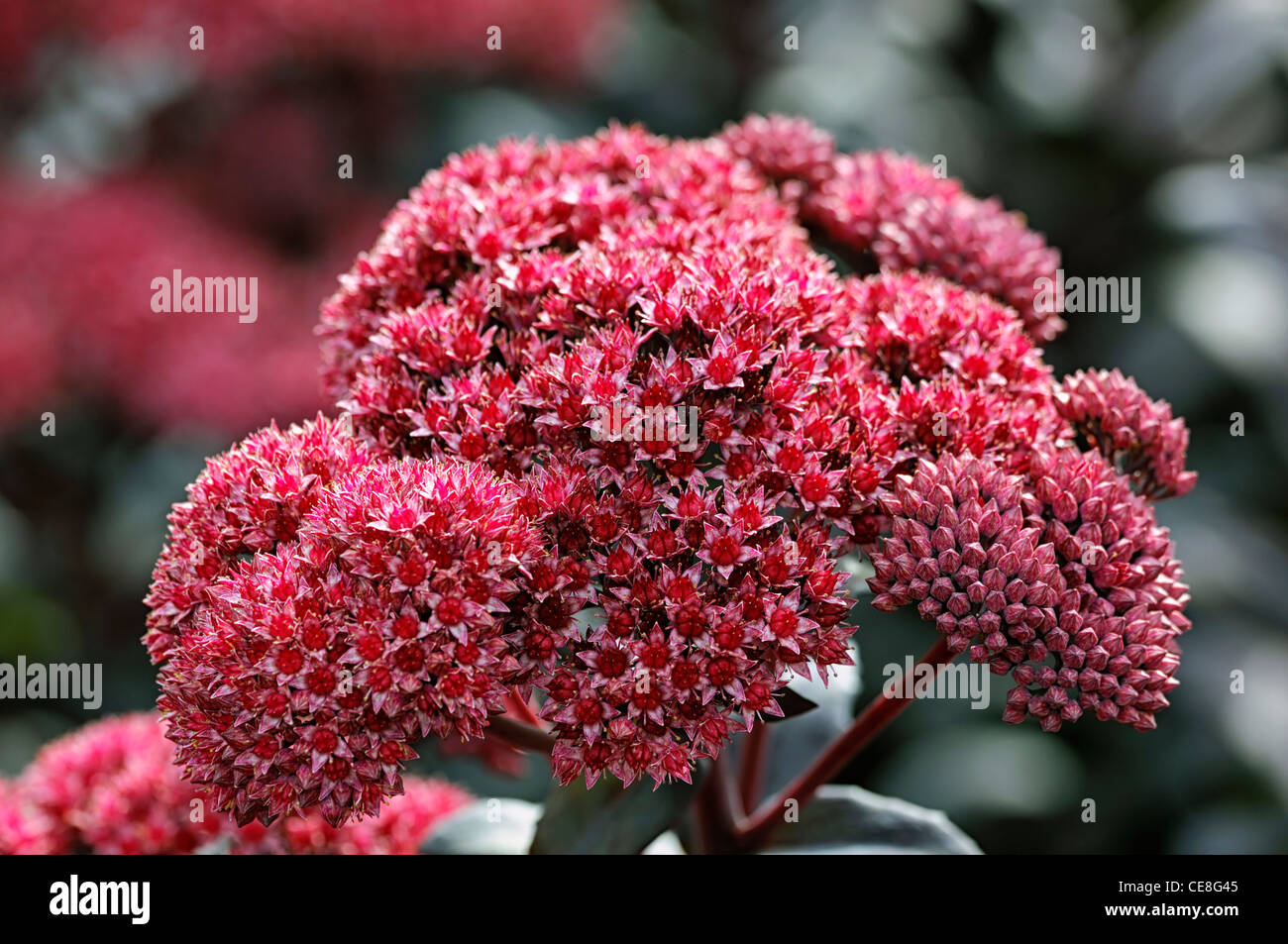 sedum jose aubergine closeup plant portraits pink flowers perennials ...
