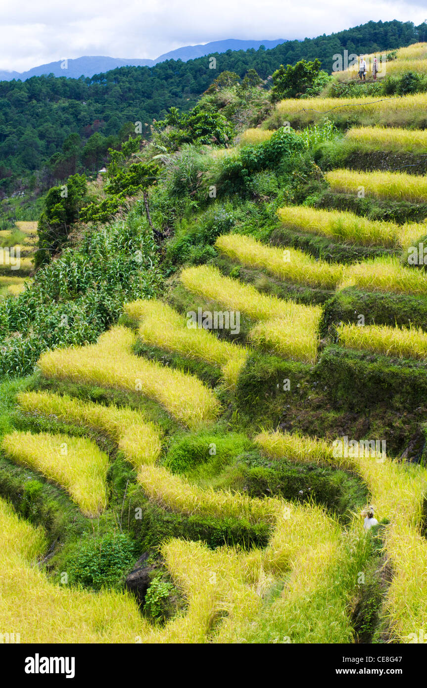 maligcong rice terraces in philippines Stock Photo - Alamy
