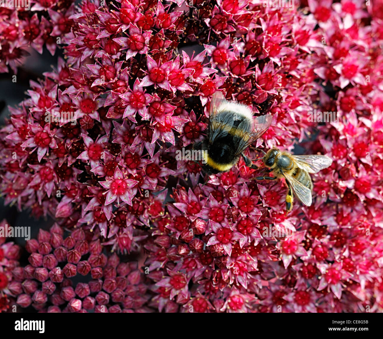 sedum jose aubergine closeup plant portraits pink flowers perennials ...