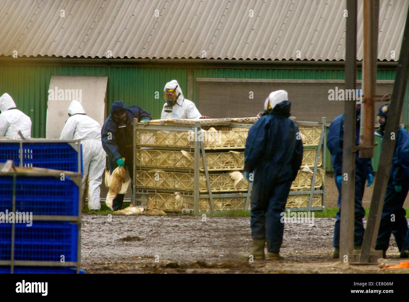 Men dressed in white suits and respirators culling ducks on a farm ...