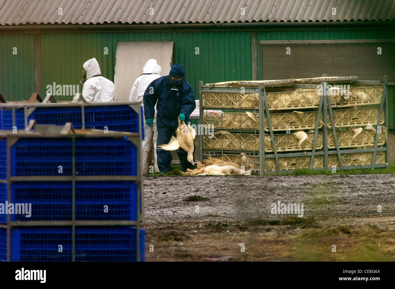 Gressingham hi-res stock photography and images - Alamy