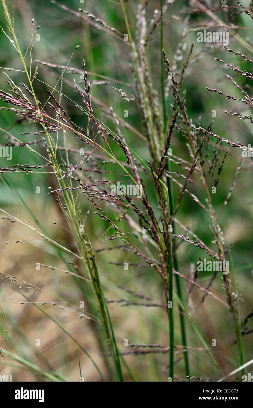 sporobolus airoides seeds seedheads perennials ornamental grass grasses ...