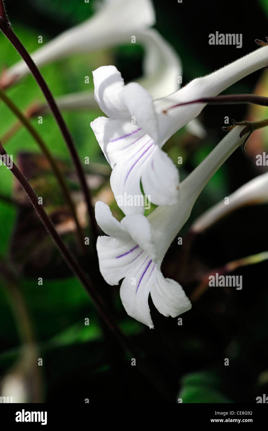 Streptocarpus blooms hi-res stock photography and images - Alamy