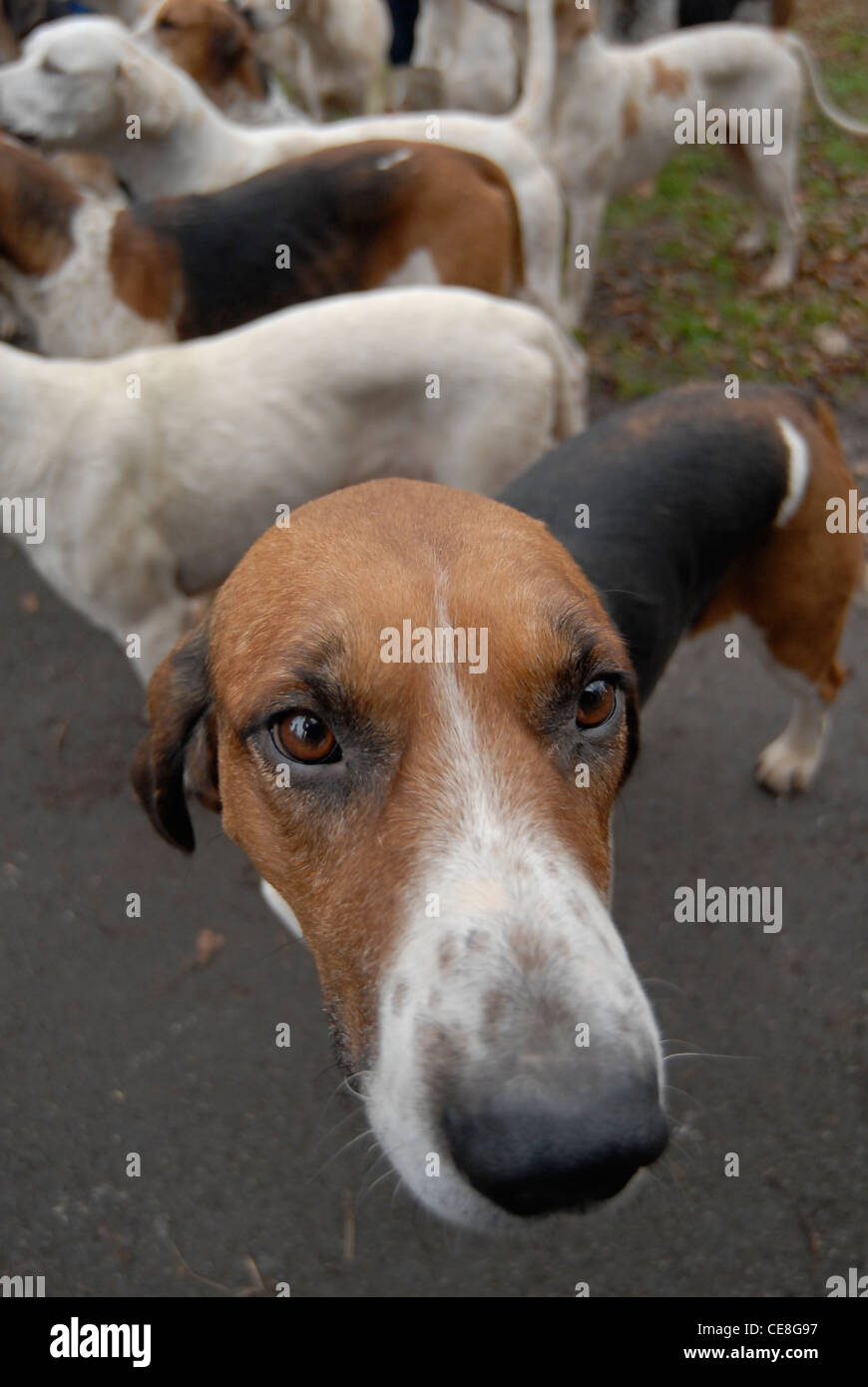 Hunting beagles hi-res stock photography and images - Alamy
