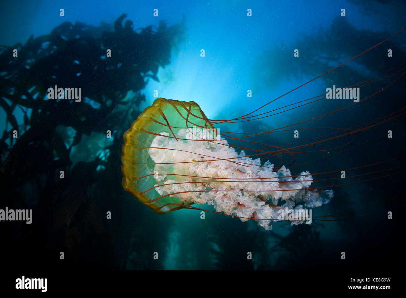 Atlantic sea nettle jellyfish chrysaora hi-res stock photography and ...