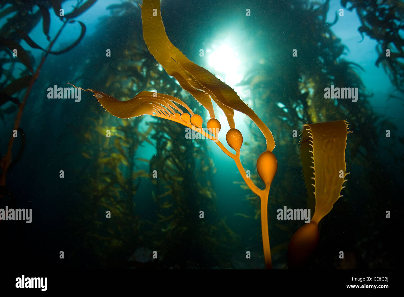 Giant kelp, Macrocystis pyrifera, is a large brown algae that grows ...