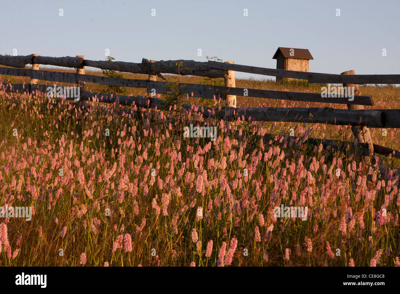 Bozi hi-res stock photography and images - Alamy