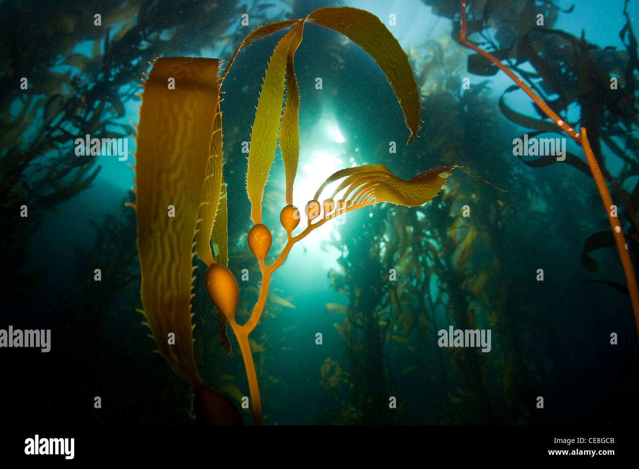 Giant kelp, Macrocystis pyrifera, is a species of large brown algae ...