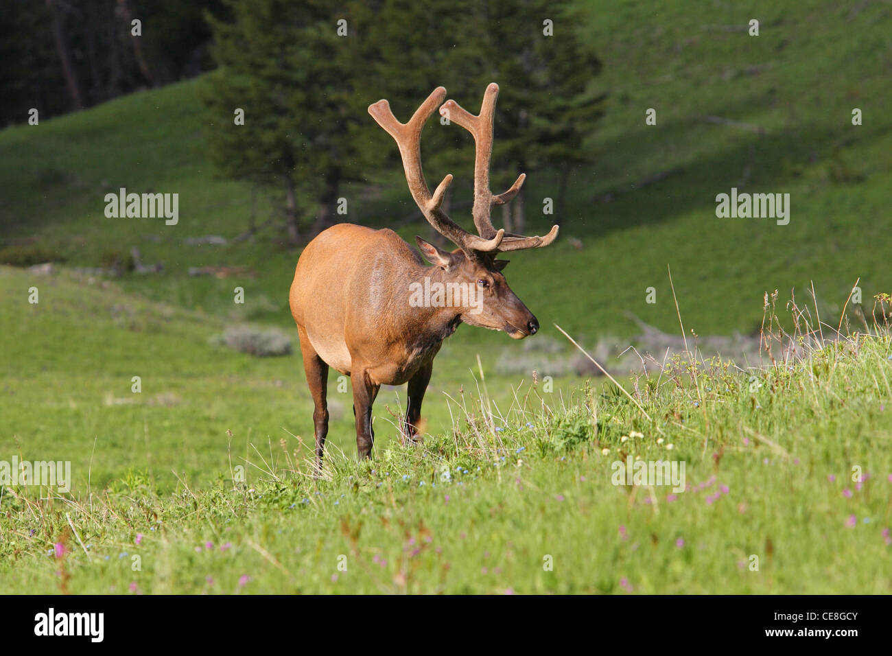 North American bull elk standing in meadow Stock Photo - Alamy