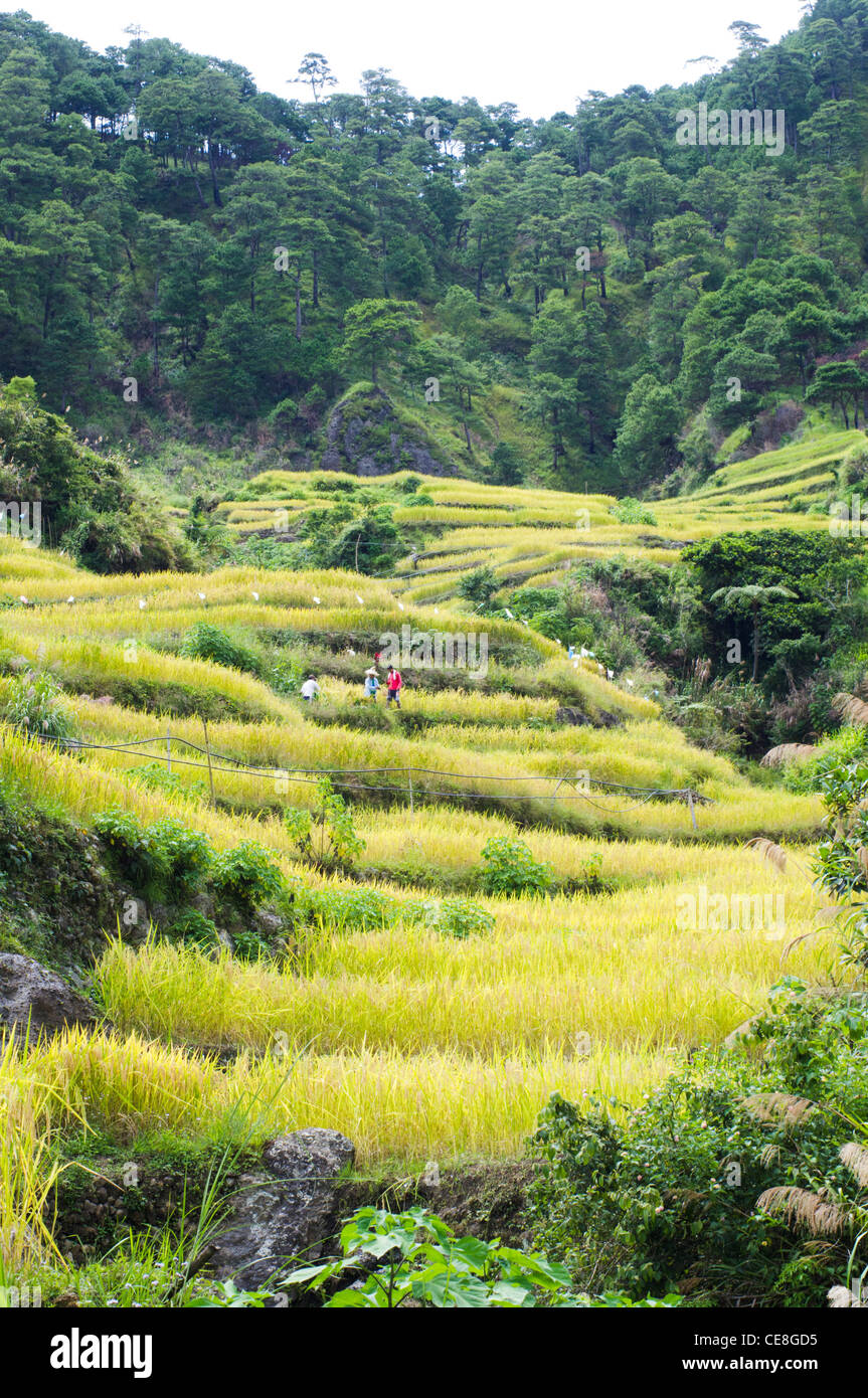 maligcong rice terraces in philippines Stock Photo - Alamy