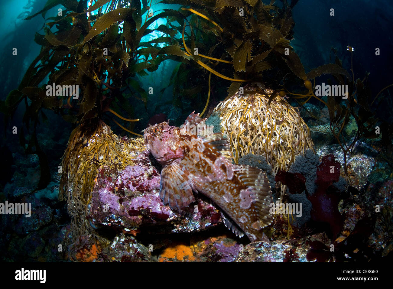 A large Cabezon uses effective camouflage to blend into the rocky ...